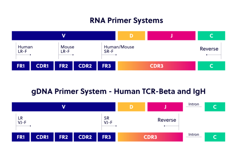 Multiplex PCR primer systems for immune sequencing